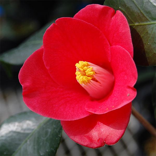 五月姫（さつきひめ）は、福岡県の古処山（こしょさん）に自生する野生ヤブツバキから選抜された、一重で濃紅色の筒咲きまたはラッパ咲きの園芸品種です。赤い花弁に鮮やかな黄色い蕊（しべ）が映えます。11月下旬〜12月、2月〜4月開花です。※詳しい商...