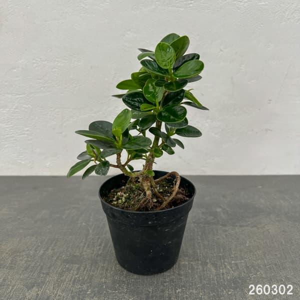 じっくり時間をかけて育てた古木感あるパンダガジュマルです。かわいいサイズの肉厚で光沢のある丸い葉を茂らせるパンダガジュマルです。一般的なガジュマルはやや細く先端がとがった葉ですが、パンダガジュマルは丸くかわいらしい葉です。沖縄ではガジュマル...