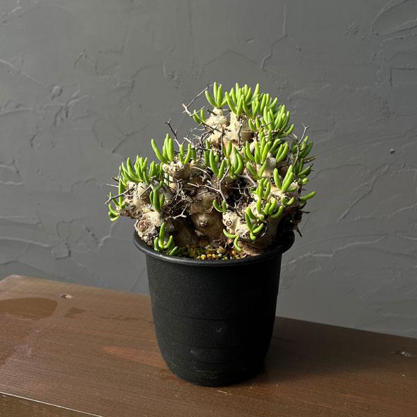 ★現品販売★チレコドンは、冬型コーデックスの代名詞ともいえる人気品種。古木感漂う幹が魅力的な塊根植物です。万物想はチレコドンの代表的な品種。小さな花を咲かせた後、花柄の枯れた部分がそのまま残り、年数を重ねるごとに枝数も増えて大きく複雑な形に...