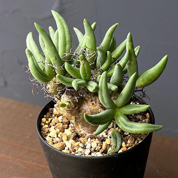 ★現品販売★チレコドンは、冬型コーデックスの代名詞ともいえる人気品種。古木感漂う幹が魅力的な塊根植物です。万物想はチレコドンの代表的な品種。小さな花を咲かせた後、花柄の枯れた部分がそのまま残り、年数を重ねるごとに枝数も増えて大きく複雑な形に...