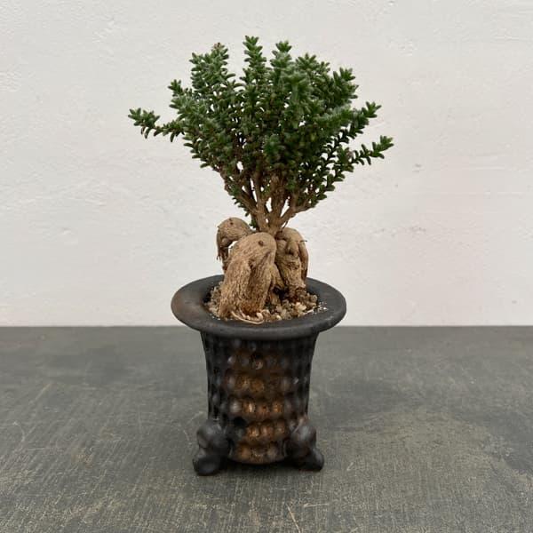 ★現品販売★たにっくん工房　松岡さんがじっくりしっかり育てた盆栽風のコーデックストリコデアデマです。すてきな信楽焼鉢植えです。塊根メセンの中でも強く、育てやすい品種です。コーデックス入門におすすめ。成長は遅いですが、長く愛着を持って育ててく...