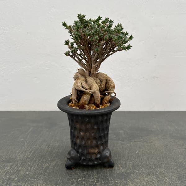 ★現品販売★たにっくん工房　松岡さんがじっくりしっかり育てた盆栽風のコーデックストリコデアデマです。すてきな信楽焼鉢植えです。塊根メセンの中でも強く、育てやすい品種です。コーデックス入門におすすめ。成長は遅いですが、長く愛着を持って育ててく...