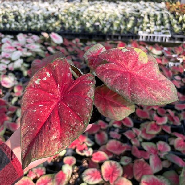 美しい葉色を楽しむ夏の観葉植物、カラジウム。戸外の花壇や寄せ植えのフォーカルポイントに、また室内で観葉植物として、マルチに利用できます。美しい色や模様の品種ばかりのシリーズなので、数種を寄せ植えするのもおすすめです。古くなった葉を摘みながら...