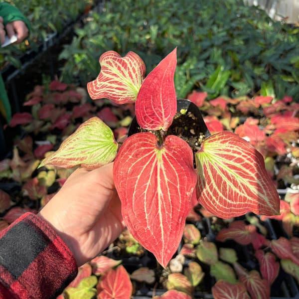 美しい葉色を楽しむ夏の観葉植物、カラジウム。戸外の花壇や寄せ植えのフォーカルポイントに、また室内で観葉植物として、マルチに利用できます。美しい色や模様の品種ばかりのシリーズなので、数種を寄せ植えするのもおすすめです。古くなった葉を摘みながら...