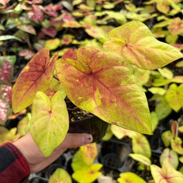 美しい葉色を楽しむ夏の観葉植物、カラジウム。戸外の花壇や寄せ植えのフォーカルポイントに、また室内で観葉植物として、マルチに利用できます。美しい色や模様の品種ばかりのシリーズなので、数種を寄せ植えするのもおすすめです。古くなった葉を摘みながら...