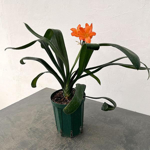 ★入荷から日数が経ったためセール価格となりました。商品の状態は画像と異なる場合があります。★★2026年3月現在花つき株★葉の先端がカールしたり波打つ形となる、タママキクンシランの交配種です。品種の特性上、現状で葉が巻いていても、成長した際...