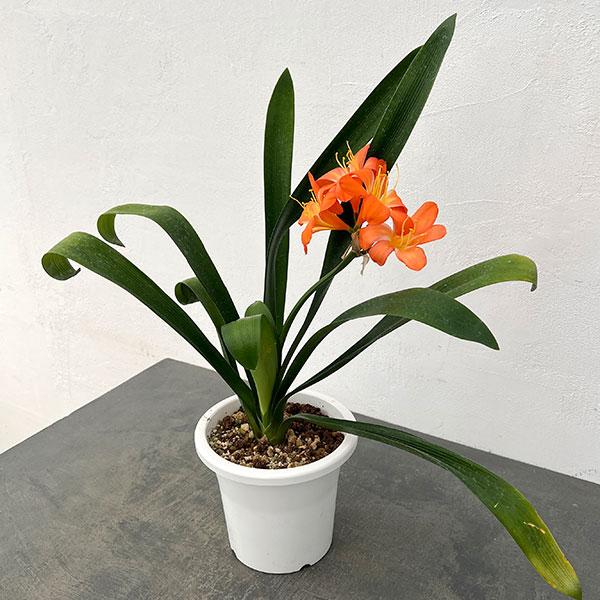 ★入荷から日数が経ったためセール価格となりました。商品の状態は画像と異なる場合があります。★★2026年3月現在花つき株★葉の先端がカールしたり波打つ形となる、タママキクンシランの交配種です。品種の特性上、現状で葉が巻いていても、成長した際...