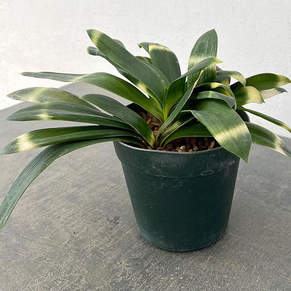 ★入荷から日数が経ったためセール価格となりました。商品の状態は画像と異なる場合があります。★極姫タイプの雀蘭&amp;#10005;曙の交配種、希少な君子蘭です。葉が太く短く、独特の姿と美しい斑入り葉を鑑賞できます。未開花株です。※詳しい商...