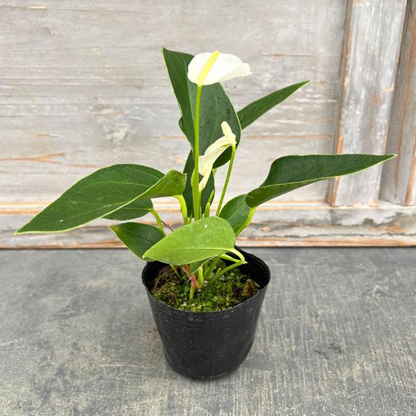 ★入荷から日数が経ったためセール価格となりました。商品の状態は画像と異なる場合があります。★ミニサイズの愛らしいアンスリウムです。テーブル飾りで色鮮やかな仏炎苞ととつややかな葉が楽しめます。室内の弱い光の環境でも次々に花を咲かせ、1つの花が...