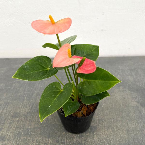 ★入荷から日数が経ったためセール価格となりました。商品の状態は画像と異なる場合があります。★ミニサイズの愛らしいアンスリウムです。テーブル飾りで色鮮やかな仏炎苞ととつややかな葉が楽しめます。室内の弱い光の環境でも次々に花を咲かせ、1つの花が...