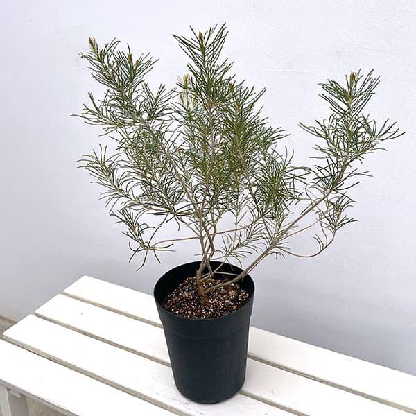 ユニークな花を咲かせる常緑花木 レプトフィラは松葉のように細くて繊細な柔らかな質感の葉と、輝くようなイエローの花が特徴のスタイリッシュなバンクシア。風に揺れる姿は非常に軽やかで、広葉系のバンクシアにはない風情です。自然状態ではこんもりとした...