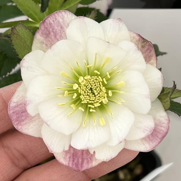 ※詳しい商品説明は下のほうに記載があります