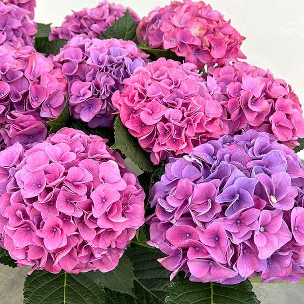 ★花が咲き進んでいるため特価です。ギフトにはご利用いただけません。花を切り戻してのお届けとなる場合があります★★入荷から日数が経ったためセール価格となりました。商品の状態は画像と異なる場合があります。★HI（ハイ）シリーズはオランダで育種開...