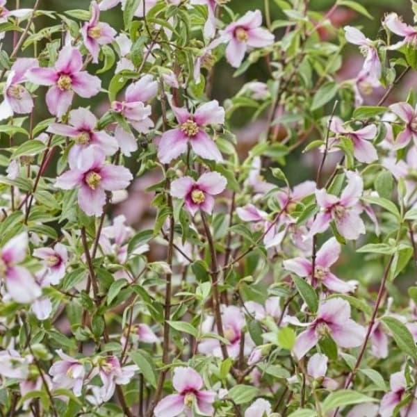 2025年チェルシーフラワーショー最優秀賞を受賞した世界初のピンク花品種！梅花ウツギ 2025年の英国RHSチェルシーフラワーショーで「プラント・オブ・ザ・イヤー（最優秀賞）」を受賞した園芸界で今最も注目されている革新的な品種の一つ。これま...