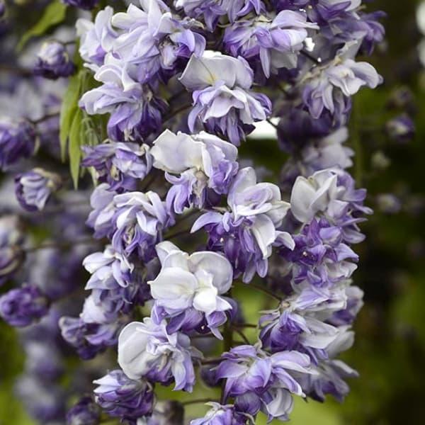 セシリアはフランスで作出されたグランデディーバシリーズのヤマフジ系の交雑種。驚異的な花付きの良さで、若木のうちからたくさんの房を垂らすように咲き、ラベンダーブルーと白の二色からなる八重咲きです。花房は長さ20cmぐらいで特に良い香りがあり、...