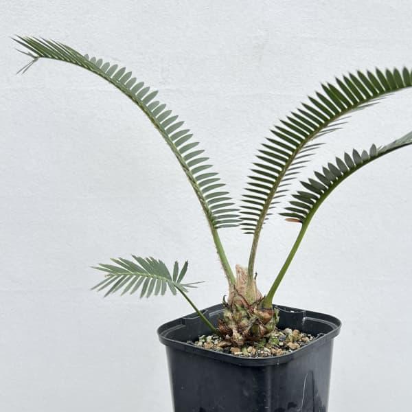 メキシコ原産の非常に強健なソテツの仲間、ディオーン・エデュレです。耐寒性が強く強健で、氷河期を生き延びたソテツと言われています。マイナス6度くらいまでは耐えるので、関東以南の温暖な地域なら庭植えもできます。細い葉がたくさん集まった羽のような...