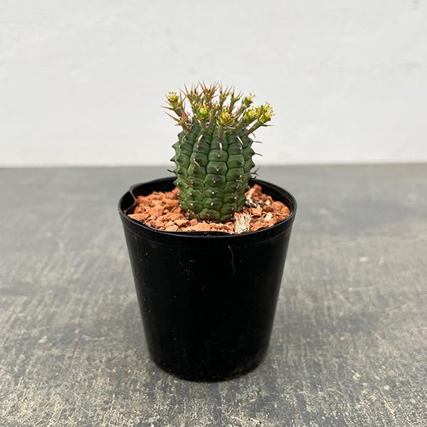 ユーフォルビア・ステリスピナは、南アフリカ原産の多肉植物で、星型のトゲが放射状に広がる姿が美しい個性的な品種です。インテリアとしても人気があります。コンパクトなサイズ感で、デスクや窓辺に飾るのに最適です。乾燥に強く、初心者でも育てやすいのが...