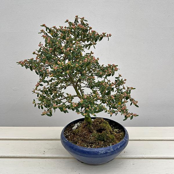 ★入荷から日数が経ったためセール価格となりました。商品の状態は画像と異なる場合があります。★天皇梅（テンノウバイ）は、表面が小さな星状毛で覆われた波状の鋸歯がある独特な葉で、春に可憐な白〜薄ピンクの花を咲かせる常緑低木です。花付きもよく、す...