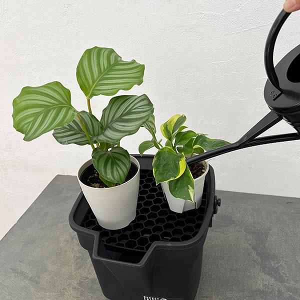 「ドレイニングトレイ 23型」と「バケツ・エンジョイ 10L」を組み合わせた、水やり後の作業を快適にしてくれる便利なセットです。※詳しい商品説明は下のほうに記載があります