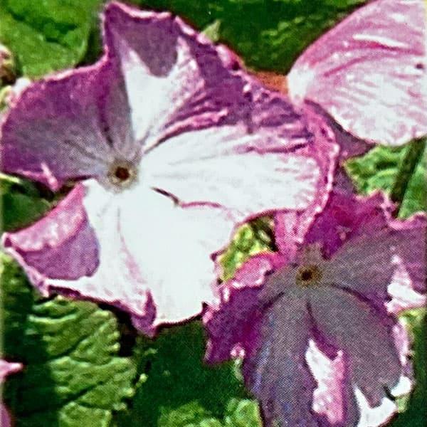 江戸時代から愛されている、清楚で優雅な古典植物です。シンプルな花ですが、変化に富んだ花形と美しくやさしい花色との多様な組み合わせにはついつい収集熱が高まってしまいます。※詳しい商品説明は下のほうに記載があります