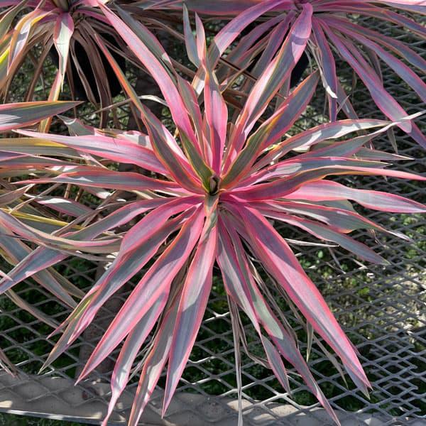 とてもインパクトのあるユッカです。明るいグリーンの葉の縁に幅の広い鮮やかなアイボリーイエローの斑が入り、印象的な葉色を年間を通して楽しめます。景観にとても明るい印象を与えてくれます。株が若いうちは、冬に寒さに当たると葉の縁がほんのりピンクに...