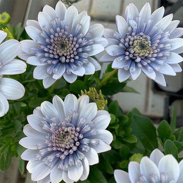 個性的な花色が非常に美しいゲブラナガトヨさんオリジナルのオステオスペルマムです。シルバーナイトは、今までにない淡いシルバーブルーの上品な色合いです。※詳しい商品説明は下のほうに記載があります