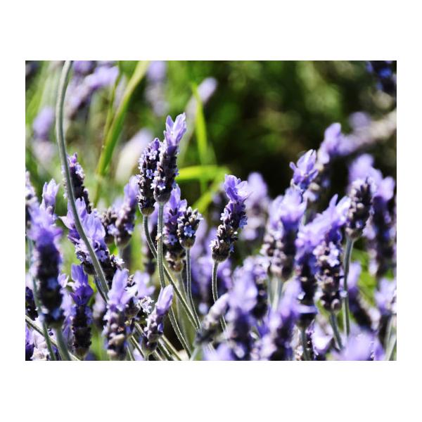 デンタータはスペイン東南部、バレリアス諸島原産のラベンダー。花穂の上段へ行くほど紫色を帯び、頂部で紫紅色になる苞葉が目立つ品種です。デンタータ（歯のような）の名の通り、細長い葉の縁に先が丸いくし状の切れこみが入り、青みがかった緑の葉です。灰...