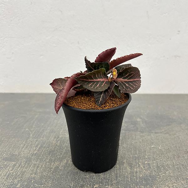 ★現品販売★塊根系ユーフォルビアのフランコイシーは様々な色、葉姿をしているバリエーション豊富な観葉植物です。ほかのユーフォルビアにはない、独特な葉の色合いが魅力です。成長はとても遅いため、じっくりかわいがってください。※詳しい商品説明は下の...