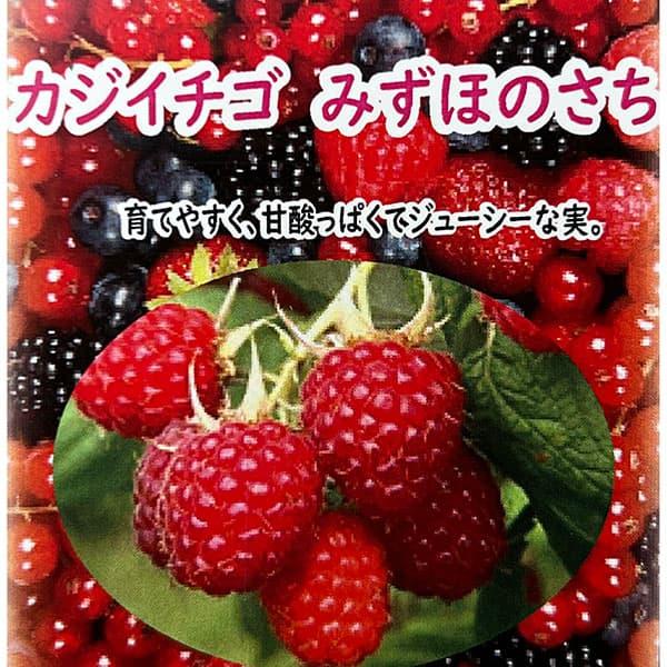 みずほのさちは日本原産のカジイチゴをベースに選抜・育成された、トゲが少なく果実品質に優れた園芸品種。一般的なキイチゴに比べて一粒が大きく、甘みも強いのが特徴。葉はカジイチゴ特有の大きな手のひら状で光沢があり、切り枝など観賞用（リーフプランツ...
