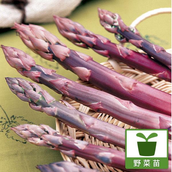色が美しいムラサキアスパラ。とれたての風味は最高です。※詳しい商品説明は下のほうに記載があります