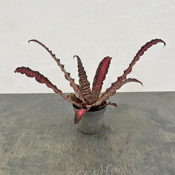 クリプタンサスは森林性の地生のパイナップルの仲間。独特な葉色が楽しめる人気の観葉植物です。室内の明るい場所で管理してください。株姿は株ごとに多少個体差があります。写真は一例です。※詳しい商品説明は下のほうに記載があります