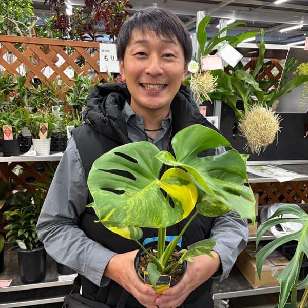 ★現品販売★森尾さんセレクト！国内流通量が著しく少ない希少樹黄色斑入りタイプのモンステラ・デリシオーサです。とてもさわやかな印象。モンステラは、ハート型のつやのある濃緑の葉が美しく、丈夫な観葉植物です。半つる性になりますので、ヘゴ柱仕立てに...