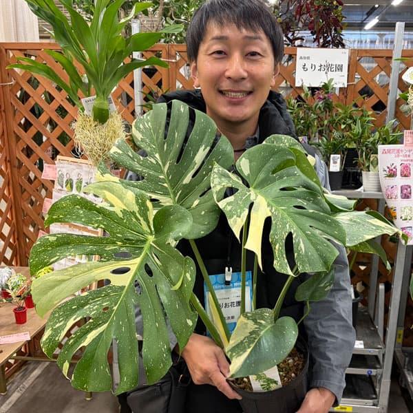 ★現品販売★森尾さんセレクト！おしゃれなインテリア観葉としておすすめです！モンステラは、ハート型のつやのある濃緑の葉が美しく、丈夫な観葉植物です。半つる性になりますので、ヘゴ柱仕立てにすることもできます。和名はホウライショウです。幼葉には切...