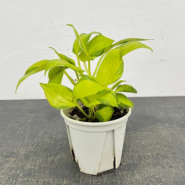 ★ほぼ流通していない最新のポトスです★ポトスAWファンタジーは愛知の生産者さんの鷲尾園芸さんのオリジナル品種です。明るいライムカラーにグリーンの斑が入る美しい品種です。比較的成長はゆっくりです。安定した生産がまだ難しいポトスで、市場に出回る...