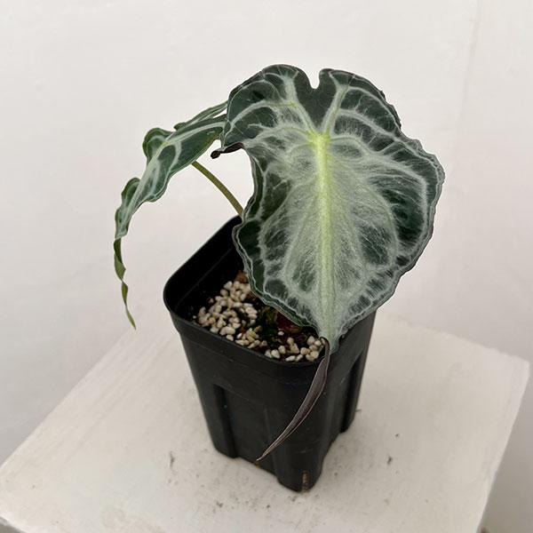 ★現品販売★最高にかっこいいアロカシアヴェノムの大きい株が入荷しました！アロカシアは熱帯アジアに広く分布するサトイモ科の植物で、美しい葉を観葉植物として楽しみます。※詳しい商品説明は下のほうに記載があります