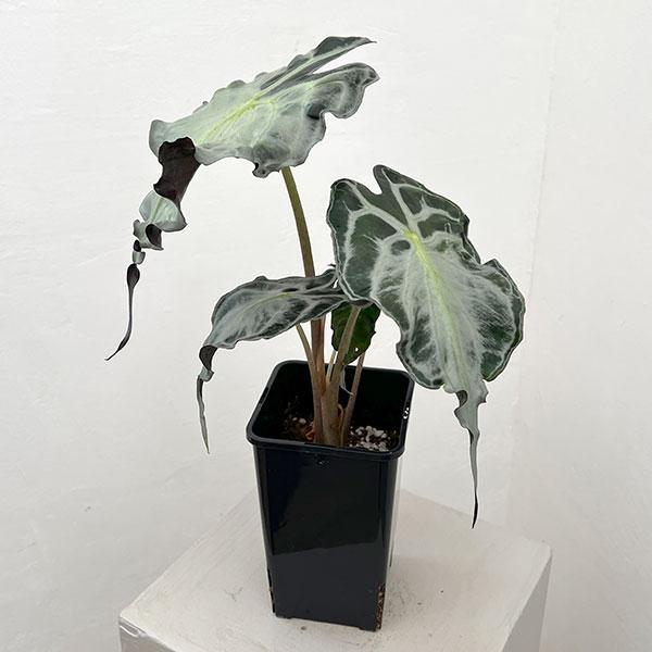 ★現品販売★最高にかっこいいアロカシアヴェノムの大きい株が入荷しました！アロカシアは熱帯アジアに広く分布するサトイモ科の植物で、美しい葉を観葉植物として楽しみます。※詳しい商品説明は下のほうに記載があります