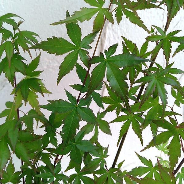 イロハモミジの苗木、5本植えポットです。赤ちゃんの手のような愛らしい葉をもつ、モミジの代表的な品種です。春の出芽、秋の紅葉がひときわ美しい品種。秋には黄褐色から紅色に紅葉枝は横張り性です。鉢植え、庭木でお楽しみください。※詳しい商品説明は下...