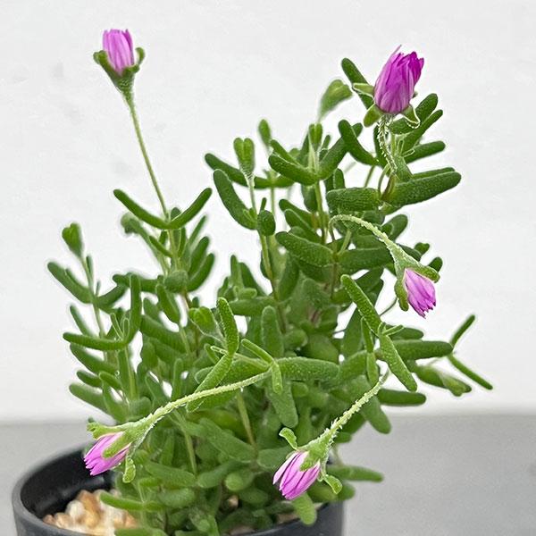 ドロサンテマムは、南アフリカ原産の多肉植物です。乾燥に強く丈夫で、鮮やかな花を咲かせます。葉は小さく、肉厚で、表面がキラキラと光るような質感を持っています。この特徴的な葉は、乾燥地帯での水分保持に適応しています。ドロサンテマムは、春から夏に...