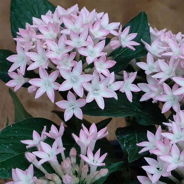 小林花卉オリジナルの可憐な一重咲きペンタスです。ロゼスパークルは、やわらかなピンクに、ほんのりと白の覆輪が入った愛らしい花姿で、見た瞬間「かわいい！」と声が出てしまうような雰囲気の花です。花壇やコンテナに加えると、全体がふわっと明るくなり、...