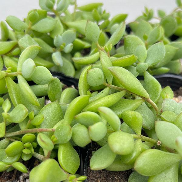 コチレドン ペンデンスはぷっくりとした肉厚の丸葉が可愛らしい多肉植物。日当たりの良い場所を好み、葉色も美しくなります。成長の遅い品種です。風通しの良い場所で管理ください。※詳しい商品説明は下のほうに記載があります