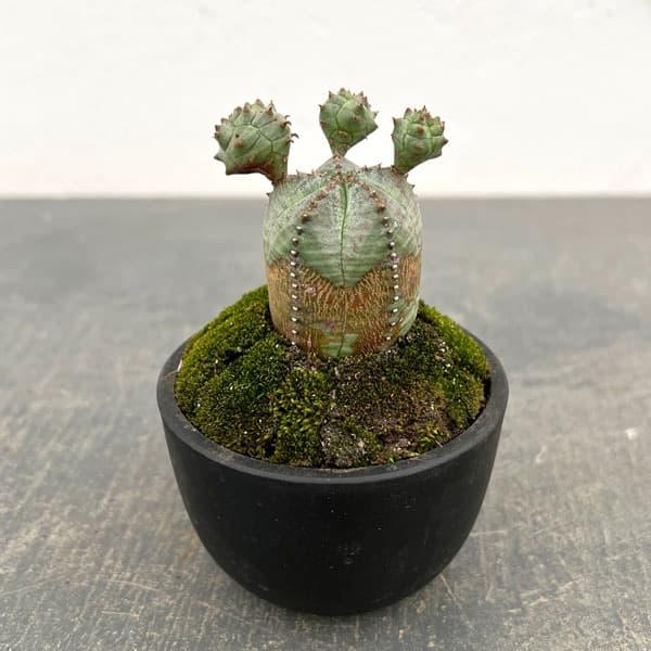 ★現品販売★丸く張りのある球状の形状が特徴的なユーフォルビア・オベサを静かな景色をイメージした盆栽仕立てでご用意しました。どっしりと構えた姿とどこか愛嬌のある佇まいは、つい愛でたくなるような存在です。信楽焼の素朴な鉢に、瑞々しいギンゴケを合...