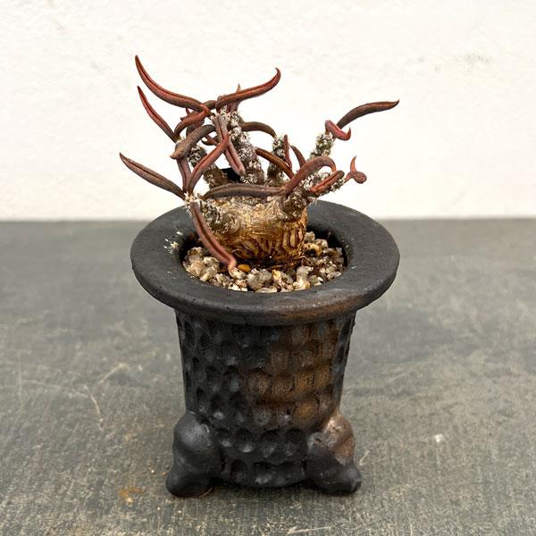 現品販売 キリンドリフォアは小型の塊根ユーフォルビアです。細く円筒状の葉が株元から放射状に広がる、彫刻のようなフォルムが印象的なキリンドリフォリアは、繊細さと力強さをあわせ持つ独特の姿はとても魅力的です。暖かい季節になると、グレーピンク色を...