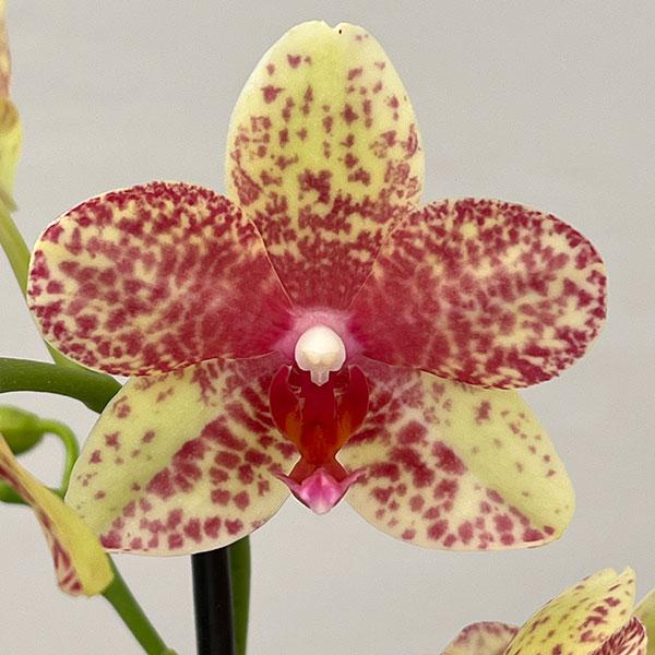 約1カ月水やり不用 ranto 「ぺぺ」は、やわらかな黄緑色の花びらに赤紫の細かな斑点がちりばめられた、印象的な花色が魅力の新品種です。中心の濃い色合いとのコントラストが美しく、ヨーロッパ生まれならではの洗練された雰囲気は、ギフトはもちろん...