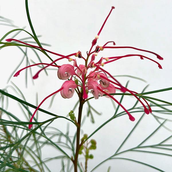 グレヴィレアは主にオーストラリアに250種が分布する常緑低木です。花の形と葉の切れ込みに特徴があり、非常に美しい花が咲きます。エレガンスは、ロンギスティラ（longistyla）とジョンソニー（johnsonii）の交配品種。松の葉のような...