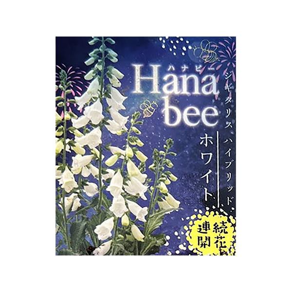 宿根草 2026春New ★入荷から日数が経ったためセール価格となりました。商品の状態は画像と異なる場合があります。★ジギタリスはボーダー花壇にぴったりの丈夫な宿根草です。花茎の周囲にいっぱいの花をつけるので、花壇で引き立ちます。ハナビーホ...