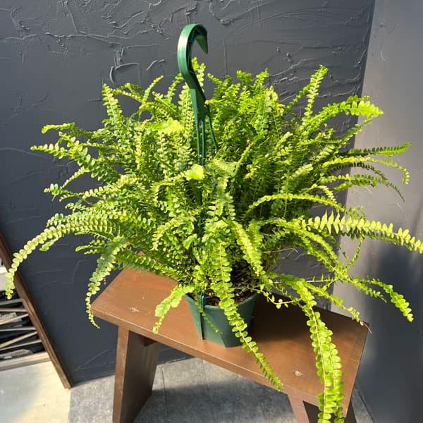 ネフロレピスダッフィーは、丸い小さい葉がつらなるようについた爽やかなシダ植物です。こんもりとしたボリューム感のある草姿となります。※葉裏に胞子がついている場合がございますが、病気等ではありません。※詳しい商品説明は下のほうに記載があります