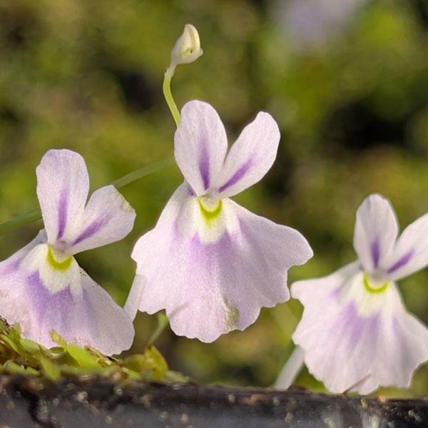 うさぎのような花を咲かせる食虫植物です。南アフリカ原産のミミカキグサ サンダーソニーという品種です。ほぼ四季をとおして花を咲かせ、花つきがよく、1本の花茎に2〜3花つきます。和鉢や苔玉に仕立ててもかわいいです。※詳しい商品説明は下のほうに記...