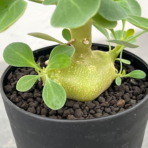 塊根植物 オトンナ・トリプリネルビアは、南アフリカ原産の冬型塊根植物です。丸みを帯びた塊根部から枝を伸ばし、肉厚な葉を展開する独特な樹形が魅力。シンプルながら存在感があり、インテリアグリーンとしても人気があります。※詳しい商品説明は下のほう...