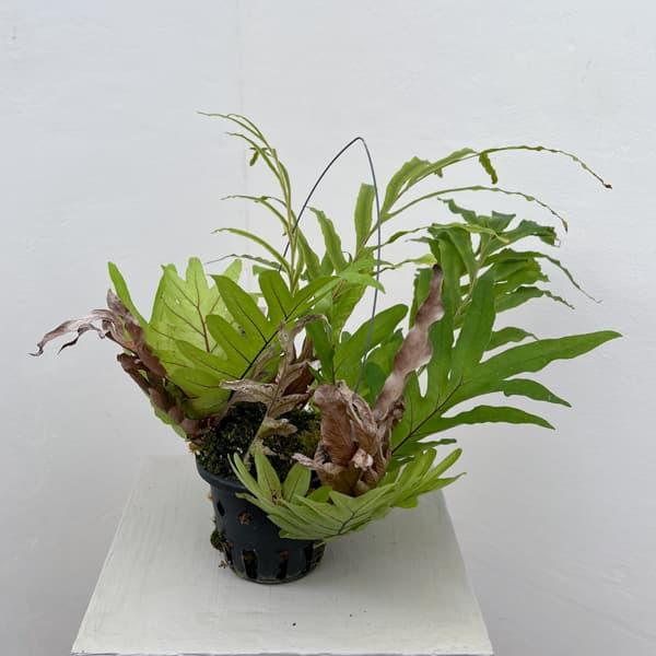 ★国内で株分けされた流通量の少ないドリナリアです★ドリナリア プレウリディオイデスは着生シダの仲間です。乾燥した樹上で生活するため、ユニークな形の枯れたような泥除け葉をもち、この中に落ち葉などをためてで貯水します。半日陰の風通しのよい場所で...