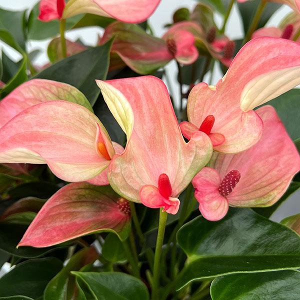 手のひらサイズで楽しめる花持ち抜群のトロピカルフラワー ★入荷から日数が経ったためセール価格となりました。商品の状態は画像と異なる場合があります。★「マタタ」は、色鮮やかな花姿とつややかな葉が魅力のアンスリウムです。手のひらにのる2号ポット...